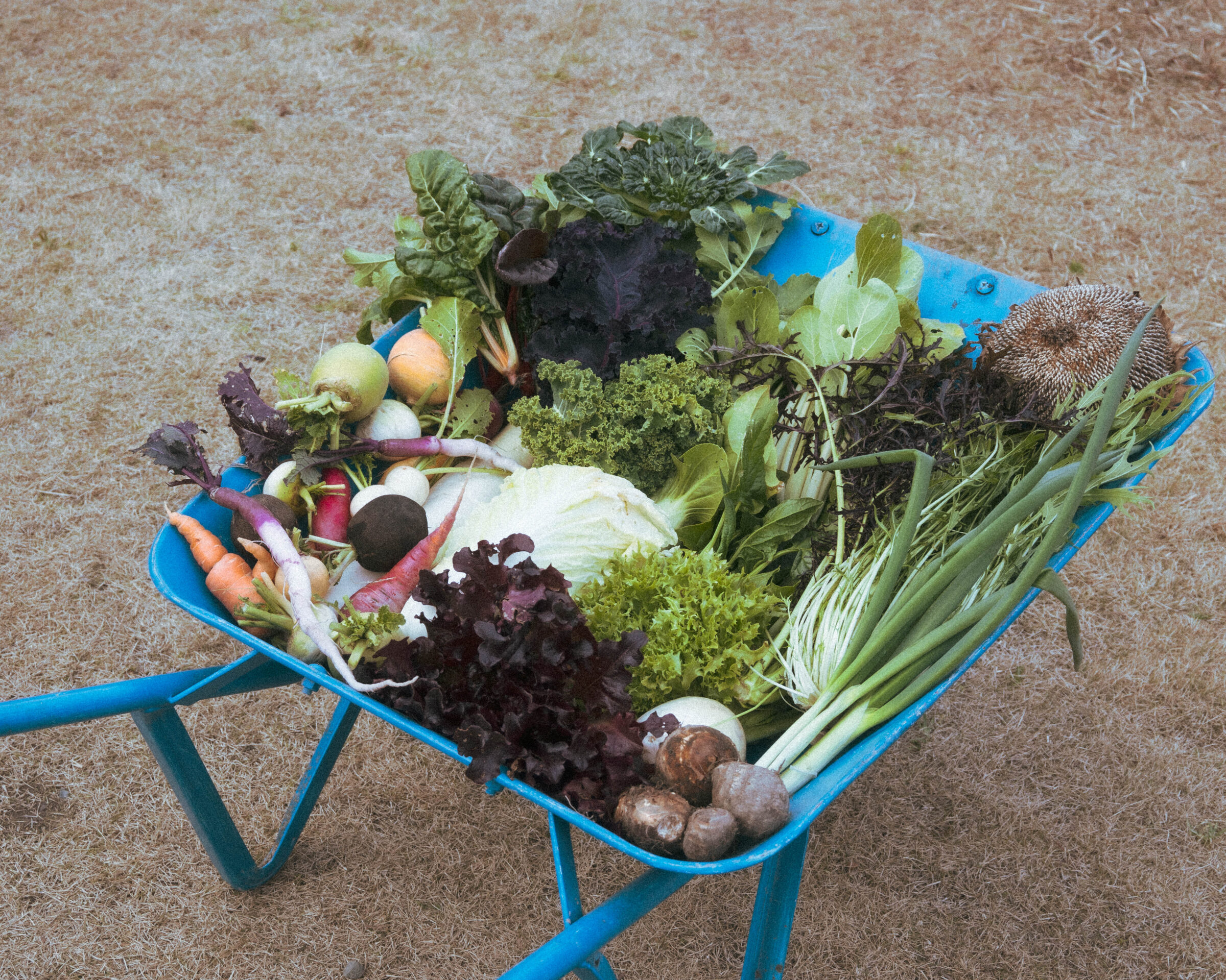 自然農法に挑戦するAINA FARMとは？